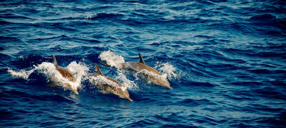 Cayo Sabinal Cuba | Cuba Hotels, Island travel guide, attractions, Cuba ...